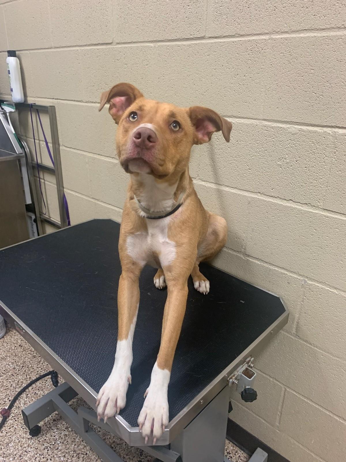 Shelbyville Tn Animal Control at Wilfred Mccarty blog