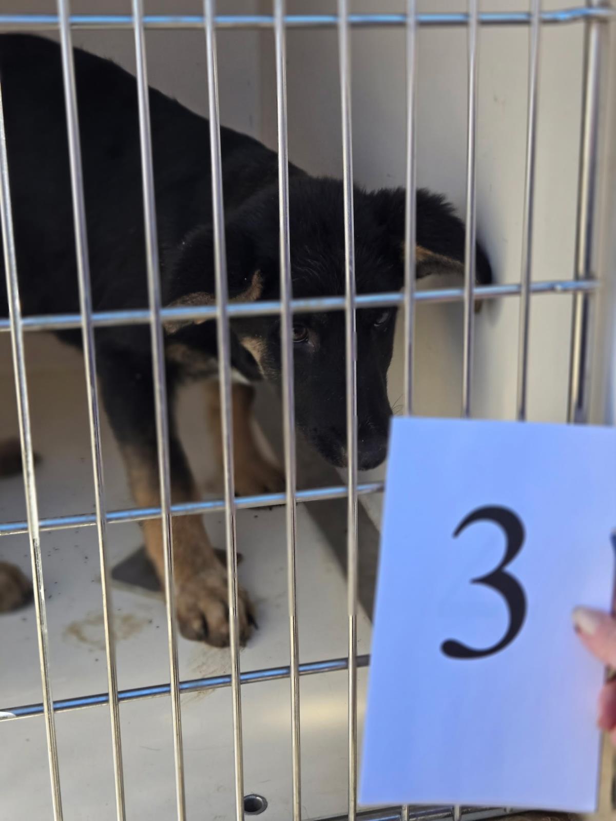 Home [wilson.shelterboss.com]