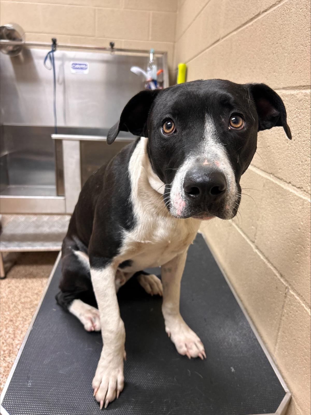 Home [wilson.shelterboss.com]