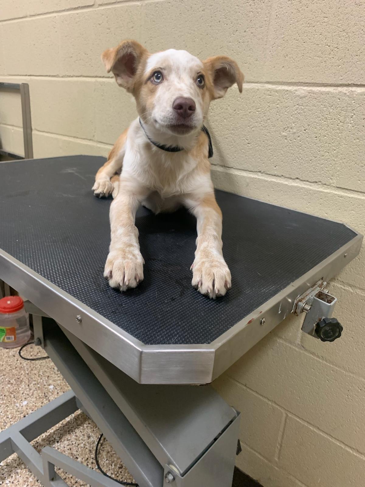 Home [wilson.shelterboss.com]